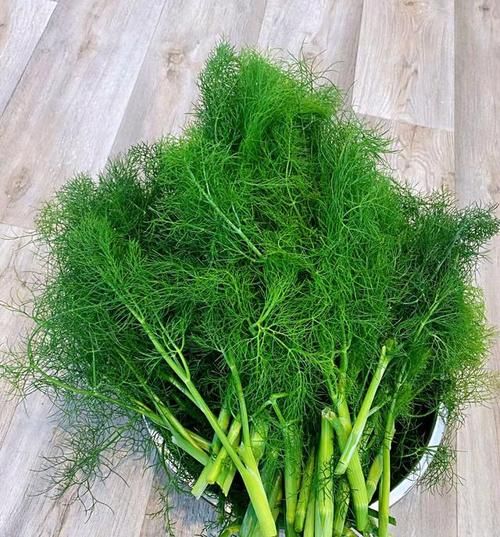 鲜茴香图片怎么保存_鲜茴香图片高清下载-第3张图片-山城妙识 鲜茴香图片怎么保存_鲜茴香图片高清下载-第3张图片-山城妙识