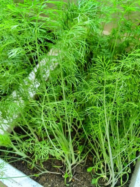 鲜茴香图片怎么保存_鲜茴香图片高清下载-第2张图片-山城妙识 鲜茴香图片怎么保存_鲜茴香图片高清下载-第2张图片-山城妙识