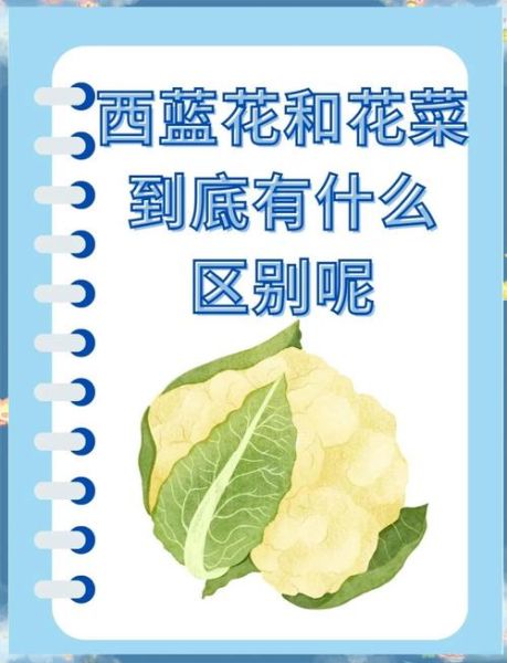 散花菜怎么做好吃_散花菜和西兰花区别-第3张图片-山城妙识