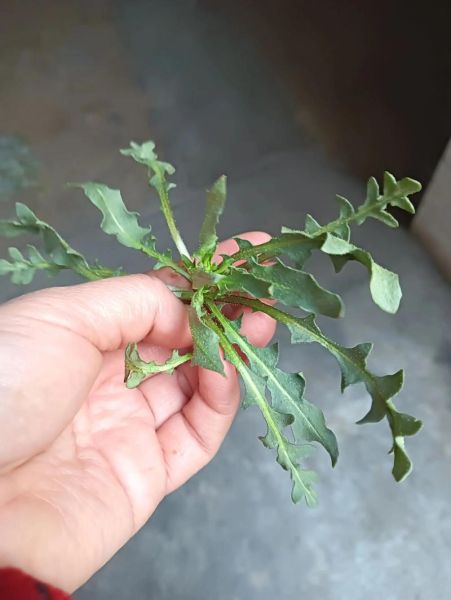 荠菜花有什么功效_荠菜花怎么吃最好-第1张图片-山城妙识