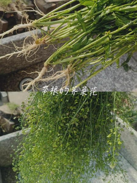 荠菜花有什么功效_荠菜花怎么吃最好-第3张图片-山城妙识