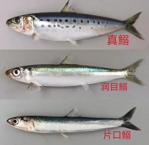 沙丁鱼的功效与作用_沙丁鱼禁忌有哪些-第3张图片-山城妙识