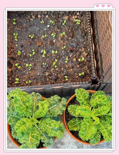 菜心怎么种_菜心种植技术视频-第1张图片-山城妙识