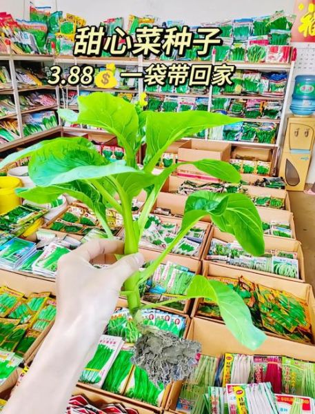 菜心怎么种_菜心种植技术视频-第3张图片-山城妙识