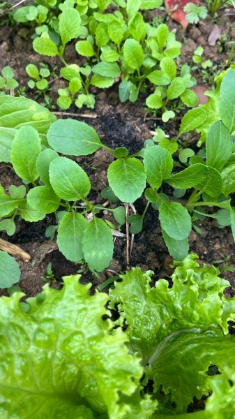 菜心怎么种_菜心种植技术视频-第2张图片-山城妙识