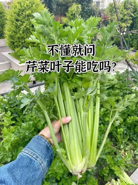 芹菜叶子副作用_芹菜叶子哪些人不能吃-第3张图片-山城妙识 芹菜叶子副作用_芹菜叶子哪些人不能吃-第3张图片-山城妙识