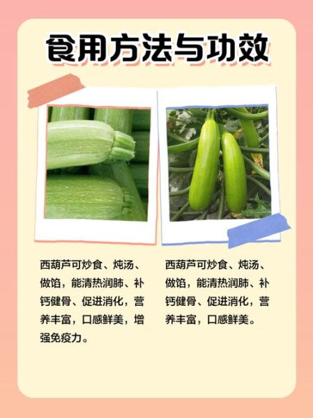 北瓜是西葫芦吗_北瓜和西葫芦的区别-第1张图片-山城妙识