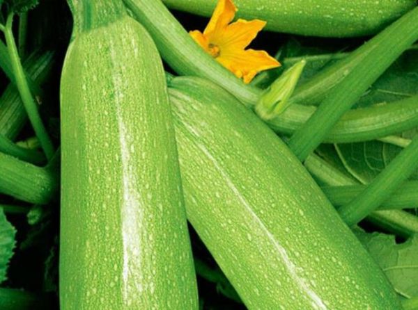 北瓜是西葫芦吗_北瓜和西葫芦的区别-第3张图片-山城妙识