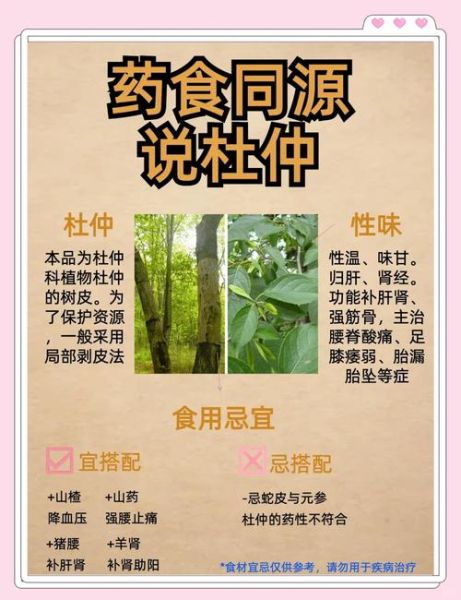 哪些人不宜吃杜仲_杜仲禁忌人群有哪些-第2张图片-山城妙识 哪些人不宜吃杜仲_杜仲禁忌人群有哪些-第2张图片-山城妙识