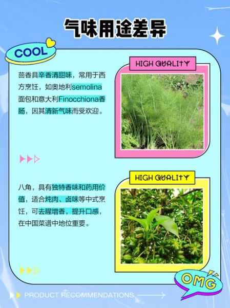 大茴香和八角的区别_八角是不是大茴香-第3张图片-山城妙识