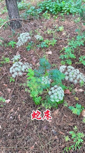 蛇床子的功效与作用_蛇床子有哪些禁忌-第2张图片-山城妙识