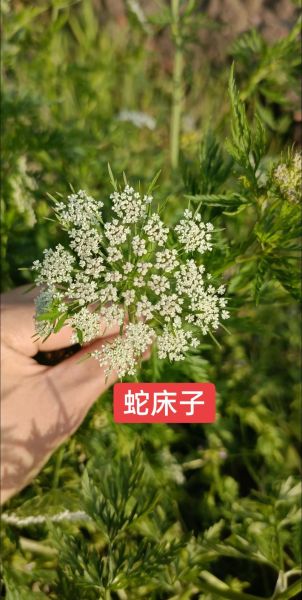 蛇床子的功效与作用_蛇床子有哪些禁忌-第3张图片-山城妙识