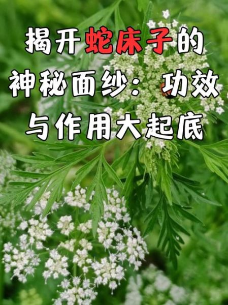 蛇床子的功效与作用_蛇床子有哪些禁忌-第1张图片-山城妙识