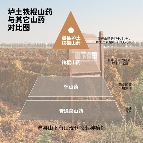 中里巴人官网在哪_山药社区怎么找-第1张图片-山城妙识 中里巴人官网在哪_山药社区怎么找-第1张图片-山城妙识