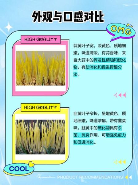 蒜黄和韭黄外形区别_怎么一眼分辨-第1张图片-山城妙识 蒜黄和韭黄外形区别_怎么一眼分辨-第1张图片-山城妙识