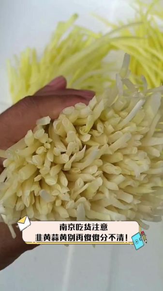 蒜黄和韭黄外形区别_怎么一眼分辨-第2张图片-山城妙识 蒜黄和韭黄外形区别_怎么一眼分辨-第2张图片-山城妙识