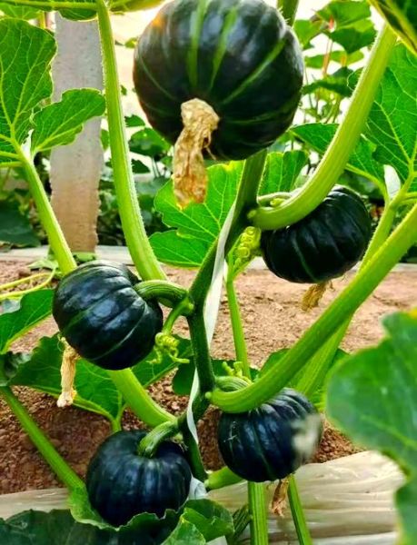 南瓜图片大全高清_南瓜品种有哪些-第3张图片-山城妙识 南瓜图片大全高清_南瓜品种有哪些-第3张图片-山城妙识