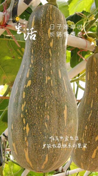 南瓜图片大全高清_南瓜品种有哪些-第2张图片-山城妙识 南瓜图片大全高清_南瓜品种有哪些-第2张图片-山城妙识