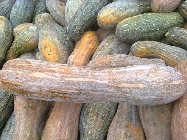 南瓜图片大全高清_南瓜品种有哪些-第1张图片-山城妙识 南瓜图片大全高清_南瓜品种有哪些-第1张图片-山城妙识