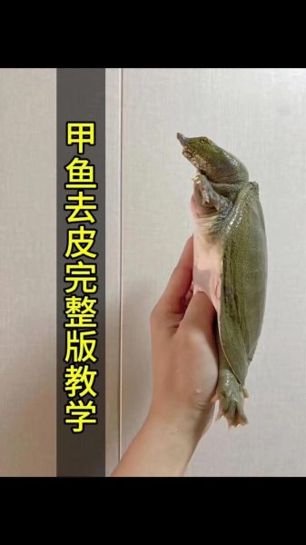 如何快速杀甲鱼_杀甲鱼视频教程-第2张图片-山城妙识