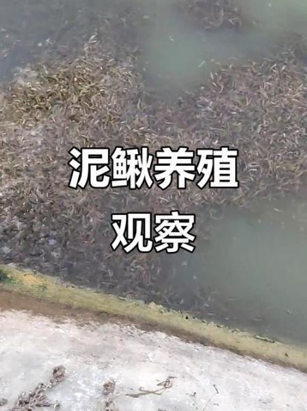 泥鳅养殖技术视频教程_泥鳅养殖技术视频教程怎么学-第3张图片-山城妙识 泥鳅养殖技术视频教程_泥鳅养殖技术视频教程怎么学-第3张图片-山城妙识