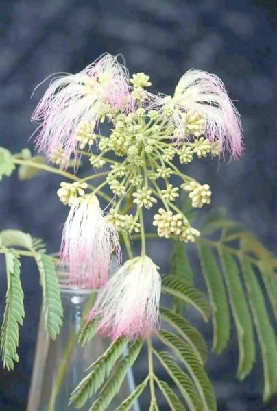 合欢树为什么叫鬼树_合欢树鬼树传说-第2张图片-山城妙识