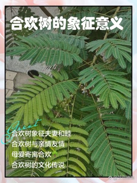 合欢树为什么叫鬼树_合欢树鬼树传说-第3张图片-山城妙识