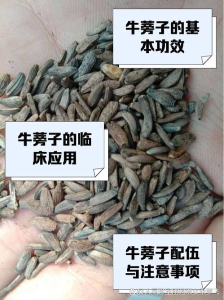 牛蒡子长什么样_牛蒡子真假怎么辨别-第2张图片-山城妙识 牛蒡子长什么样_牛蒡子真假怎么辨别-第2张图片-山城妙识