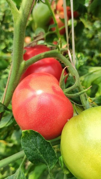 西红柿图片大全大图_如何挑选高清西红柿图片-第2张图片-山城妙识 西红柿图片大全大图_如何挑选高清西红柿图片-第2张图片-山城妙识