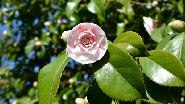 山茶花图片怎么拍_山茶花高清壁纸哪里找-第3张图片-山城妙识 山茶花图片怎么拍_山茶花高清壁纸哪里找-第3张图片-山城妙识