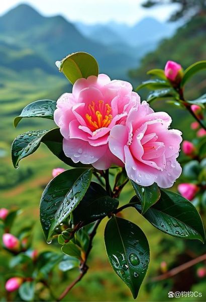 山茶花图片怎么拍_山茶花高清壁纸哪里找-第1张图片-山城妙识 山茶花图片怎么拍_山茶花高清壁纸哪里找-第1张图片-山城妙识