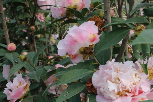 山茶花图片怎么拍_山茶花高清壁纸哪里找-第2张图片-山城妙识 山茶花图片怎么拍_山茶花高清壁纸哪里找-第2张图片-山城妙识