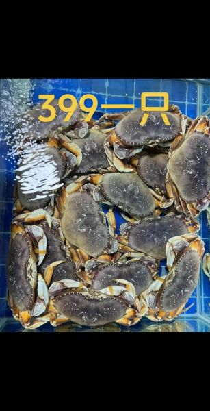 一只珍宝蟹多少钱一斤_珍宝蟹价格行情-第2张图片-山城妙识 一只珍宝蟹多少钱一斤_珍宝蟹价格行情-第2张图片-山城妙识