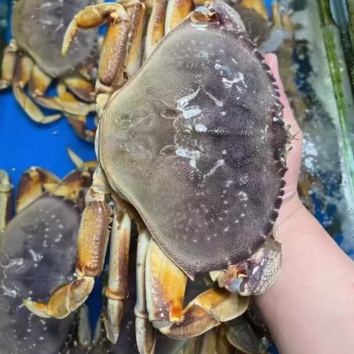 一只珍宝蟹多少钱一斤_珍宝蟹价格行情-第3张图片-山城妙识 一只珍宝蟹多少钱一斤_珍宝蟹价格行情-第3张图片-山城妙识