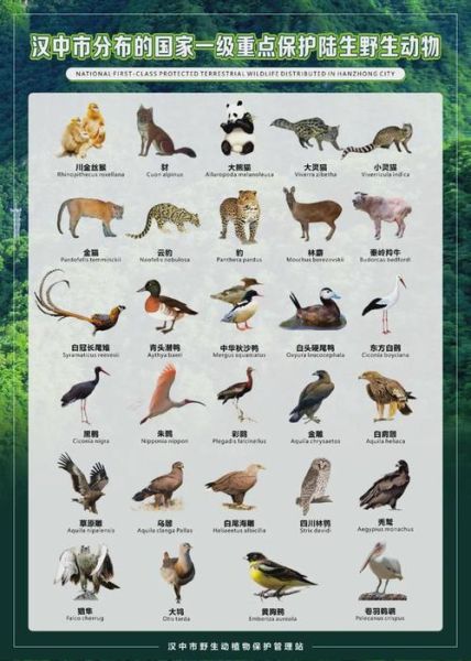 动物大全图片和名字_如何快速识别常见动物-第2张图片-山城妙识 动物大全图片和名字_如何快速识别常见动物-第2张图片-山城妙识