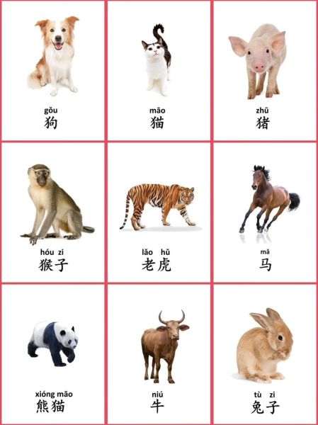 动物大全图片和名字_如何快速识别常见动物-第1张图片-山城妙识 动物大全图片和名字_如何快速识别常见动物-第1张图片-山城妙识