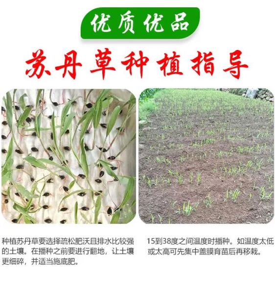 苜蓿草种子怎么选_苜蓿草种子多少钱一斤-第2张图片-山城妙识 苜蓿草种子怎么选_苜蓿草种子多少钱一斤-第2张图片-山城妙识