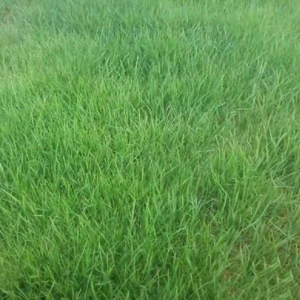 苜蓿草种子怎么选_苜蓿草种子多少钱一斤-第1张图片-山城妙识 苜蓿草种子怎么选_苜蓿草种子多少钱一斤-第1张图片-山城妙识