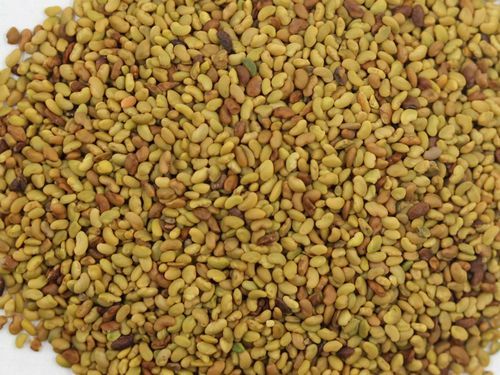 苜蓿草种子怎么选_苜蓿草种子多少钱一斤-第3张图片-山城妙识 苜蓿草种子怎么选_苜蓿草种子多少钱一斤-第3张图片-山城妙识