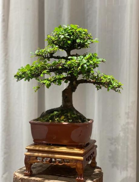 榔榆树图片_榔榆树盆景怎么养-第3张图片-山城妙识 榔榆树图片_榔榆树盆景怎么养-第3张图片-山城妙识