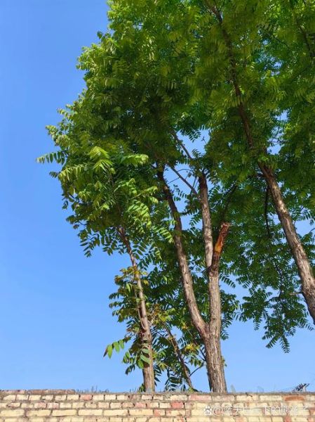 香椿树种在门前风水好吗_香椿树最佳种植方位-第1张图片-山城妙识 香椿树种在门前风水好吗_香椿树最佳种植方位-第1张图片-山城妙识