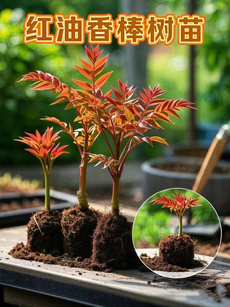 香椿树种在门前风水好吗_香椿树最佳种植方位-第2张图片-山城妙识 香椿树种在门前风水好吗_香椿树最佳种植方位-第2张图片-山城妙识