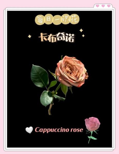 卡布奇诺玫瑰怎么养_卡布奇诺玫瑰的花语是什么-第1张图片-山城妙识 卡布奇诺玫瑰怎么养_卡布奇诺玫瑰的花语是什么-第1张图片-山城妙识