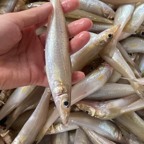 沙丁鱼价格多少钱一斤_最新批发零售行情-第1张图片-山城妙识 沙丁鱼价格多少钱一斤_最新批发零售行情-第1张图片-山城妙识