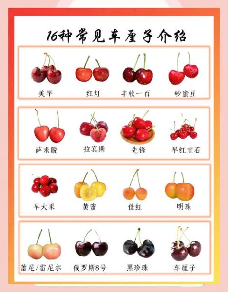 樱桃的营养价值有哪些_樱桃一天吃多少合适-第3张图片-山城妙识 樱桃的营养价值有哪些_樱桃一天吃多少合适-第3张图片-山城妙识