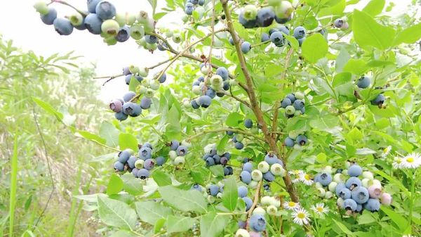 蓝莓视频app下载_蓝莓视频app安全吗-第2张图片-山城妙识 蓝莓视频app下载_蓝莓视频app安全吗-第2张图片-山城妙识