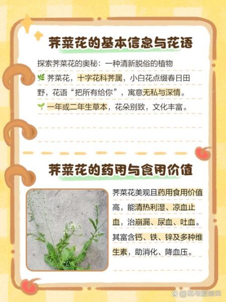 荠菜花别名有哪些_荠菜花别名叫什么-第2张图片-山城妙识 荠菜花别名有哪些_荠菜花别名叫什么-第2张图片-山城妙识