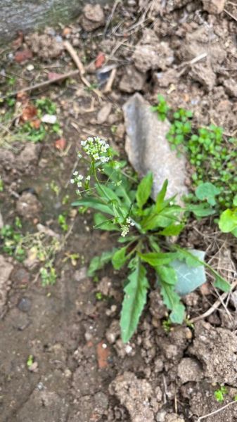 荠菜花别名有哪些_荠菜花别名叫什么-第1张图片-山城妙识 荠菜花别名有哪些_荠菜花别名叫什么-第1张图片-山城妙识