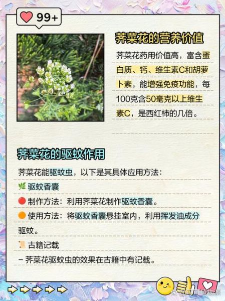 荠菜花别名有哪些_荠菜花别名叫什么-第3张图片-山城妙识 荠菜花别名有哪些_荠菜花别名叫什么-第3张图片-山城妙识