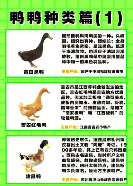 番鸭怎么养_番鸭和家鸭的区别-第1张图片-山城妙识 番鸭怎么养_番鸭和家鸭的区别-第1张图片-山城妙识